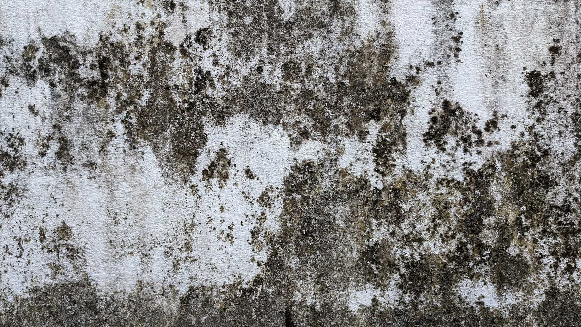 A Closer Look at the Health Risks of Mold Damage and Why Prompt Action ...