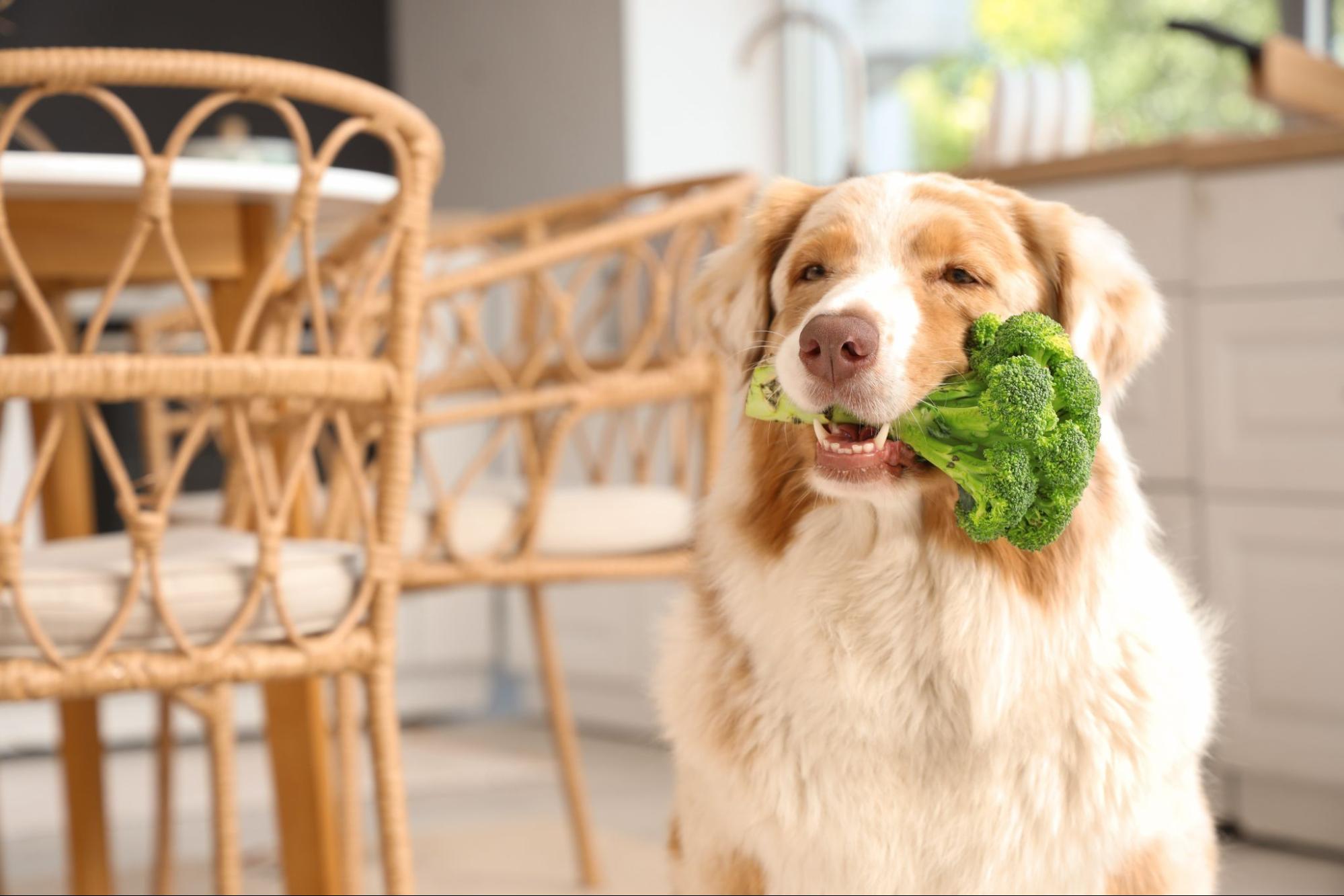 The Ideal Australian Shepherd Food - Simplyseven